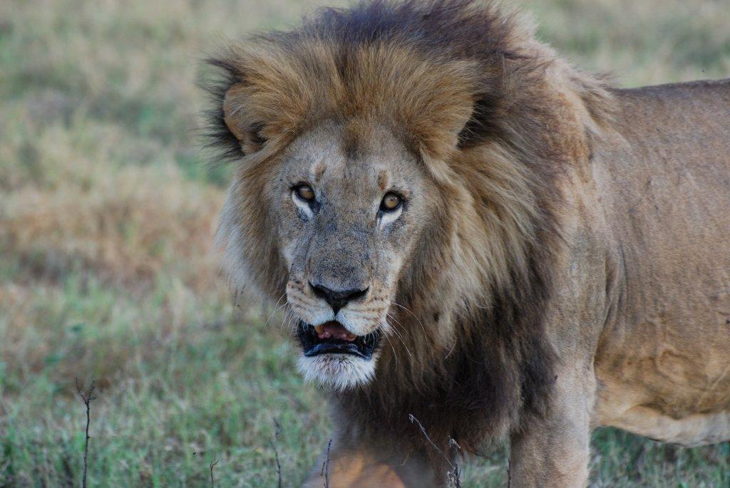 Exploring the Dynamics of the Duba Plains Pride - Hills of Africa