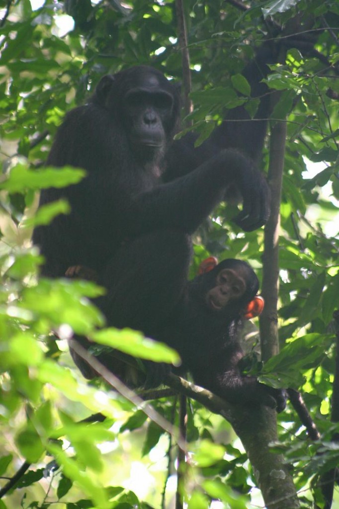 Behold the Irresistible Beauty of Uganda {A Picture Story} - Hills of ...