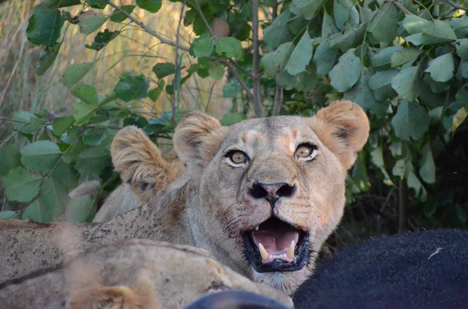 What's It Like to Go on Safari? A Look at The Londolozi Experience ...