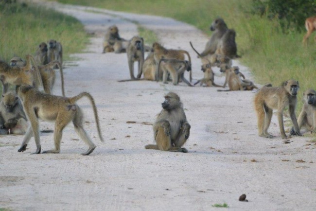 Zimbabwe through the Lens - Hills of Africa