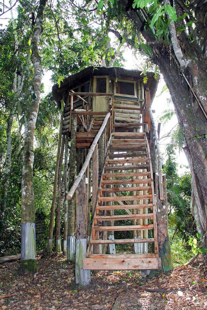 Primate Lodge - A Rare Find in the Middle of a Jungle, Kibale Forest ...