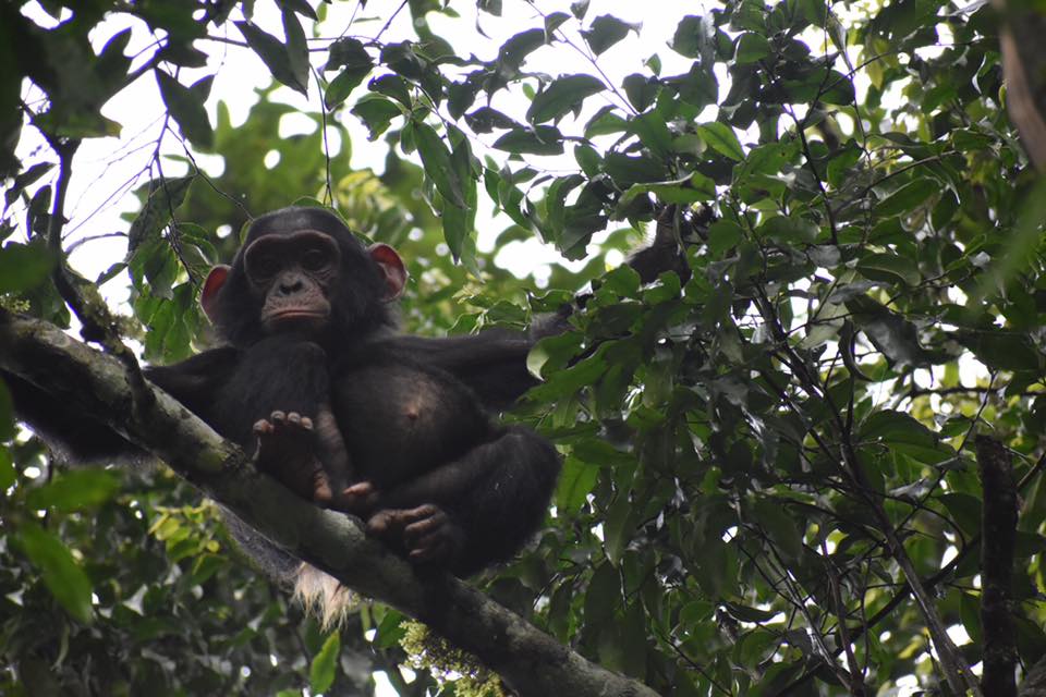 Through a Lens - Chimpanzee Trekking in Kibale Forest, Uganda - Hills ...