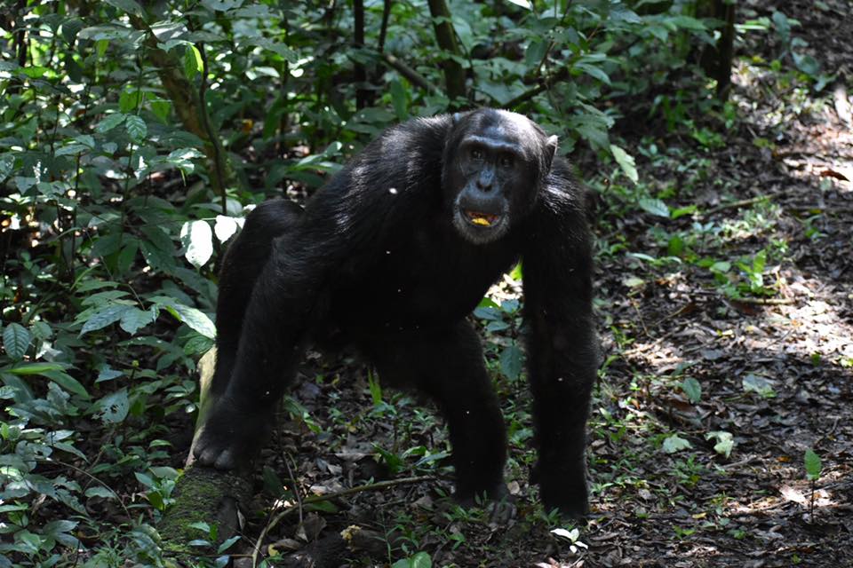 Through a Lens - Chimpanzee Trekking in Kibale Forest, Uganda - Hills ...