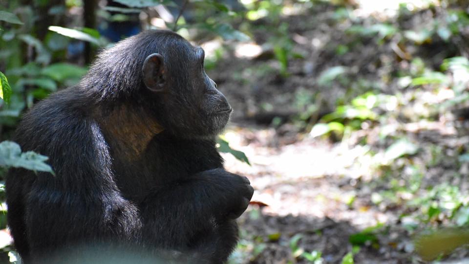 Through a Lens - Chimpanzee Trekking in Kibale Forest, Uganda - Hills ...