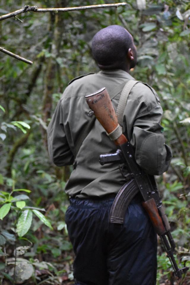 Through a Lens - Chimpanzee Trekking in Kibale Forest, Uganda - Hills ...