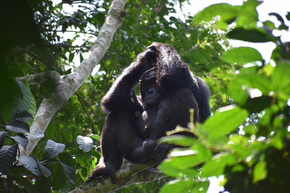 Through a Lens - Chimpanzee Trekking in Kibale Forest, Uganda - Hills ...