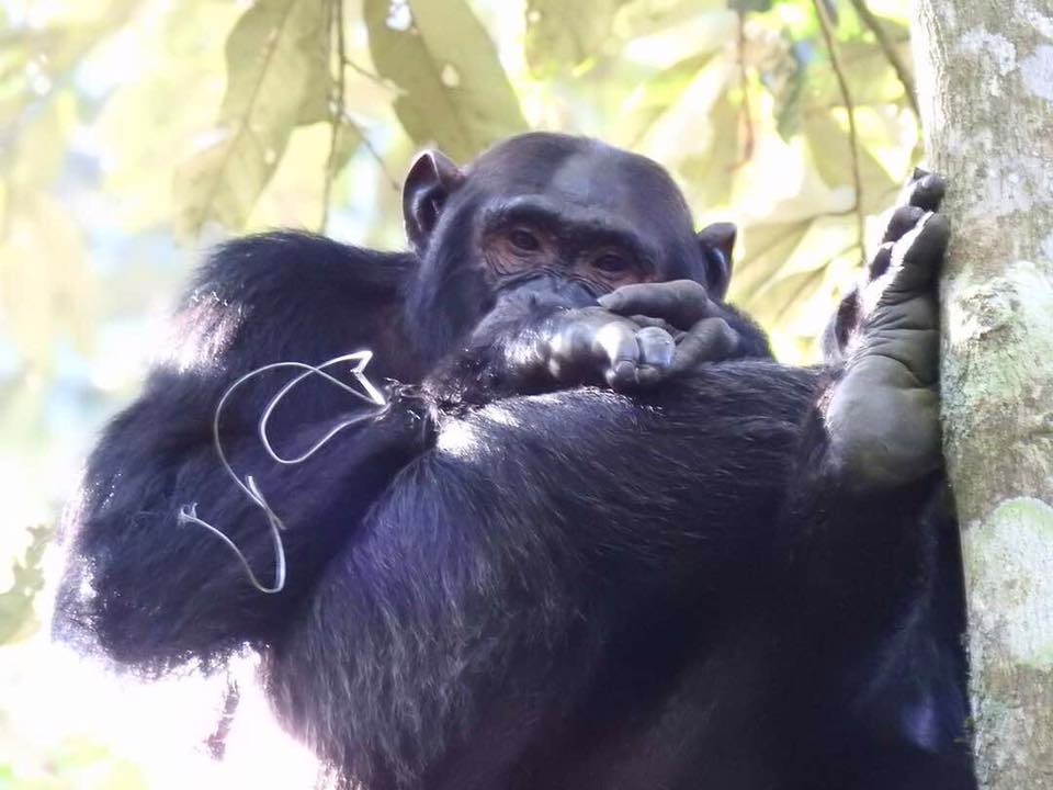 Through a Lens - Chimpanzee Trekking in Kibale Forest, Uganda - Hills ...