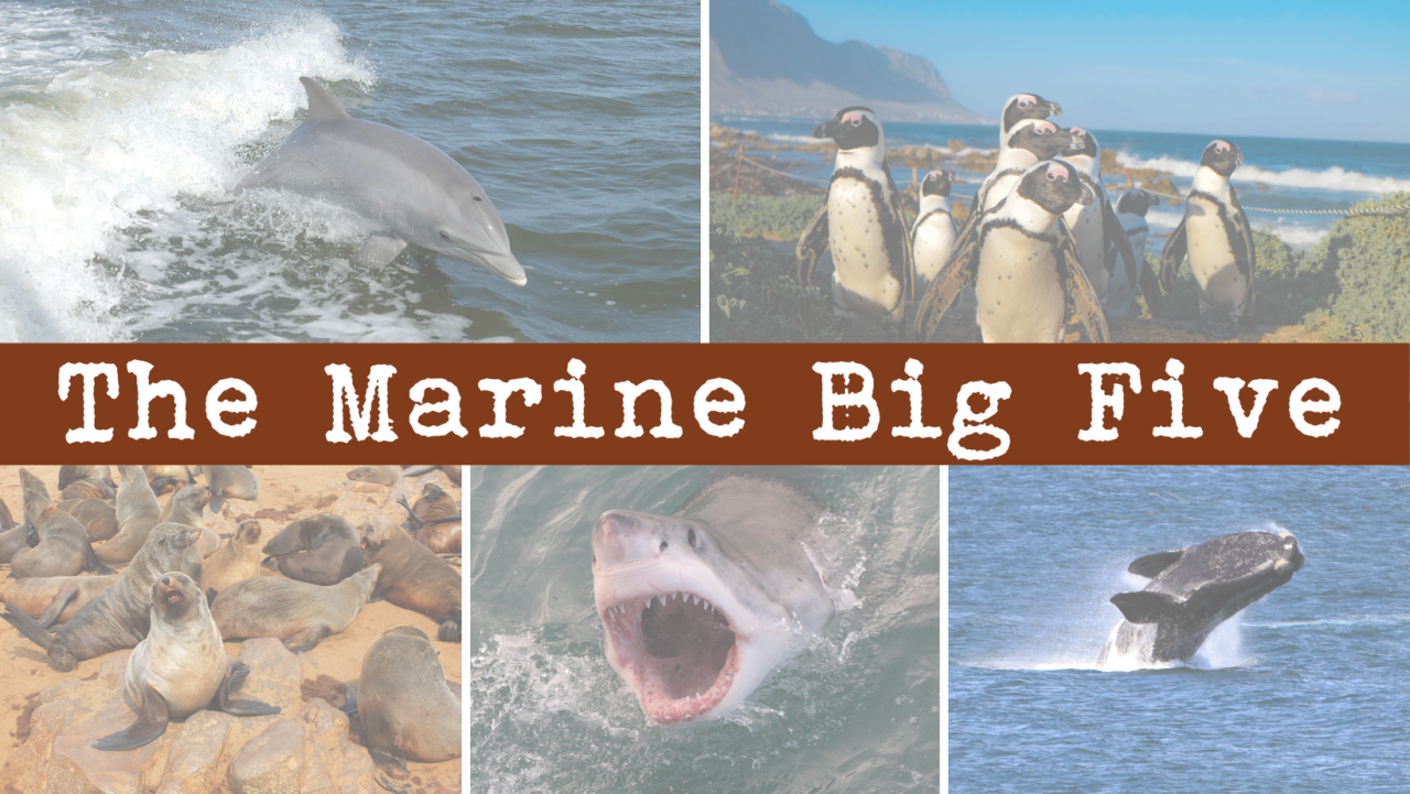 Meet the Marine Big Five - Hills of Africa