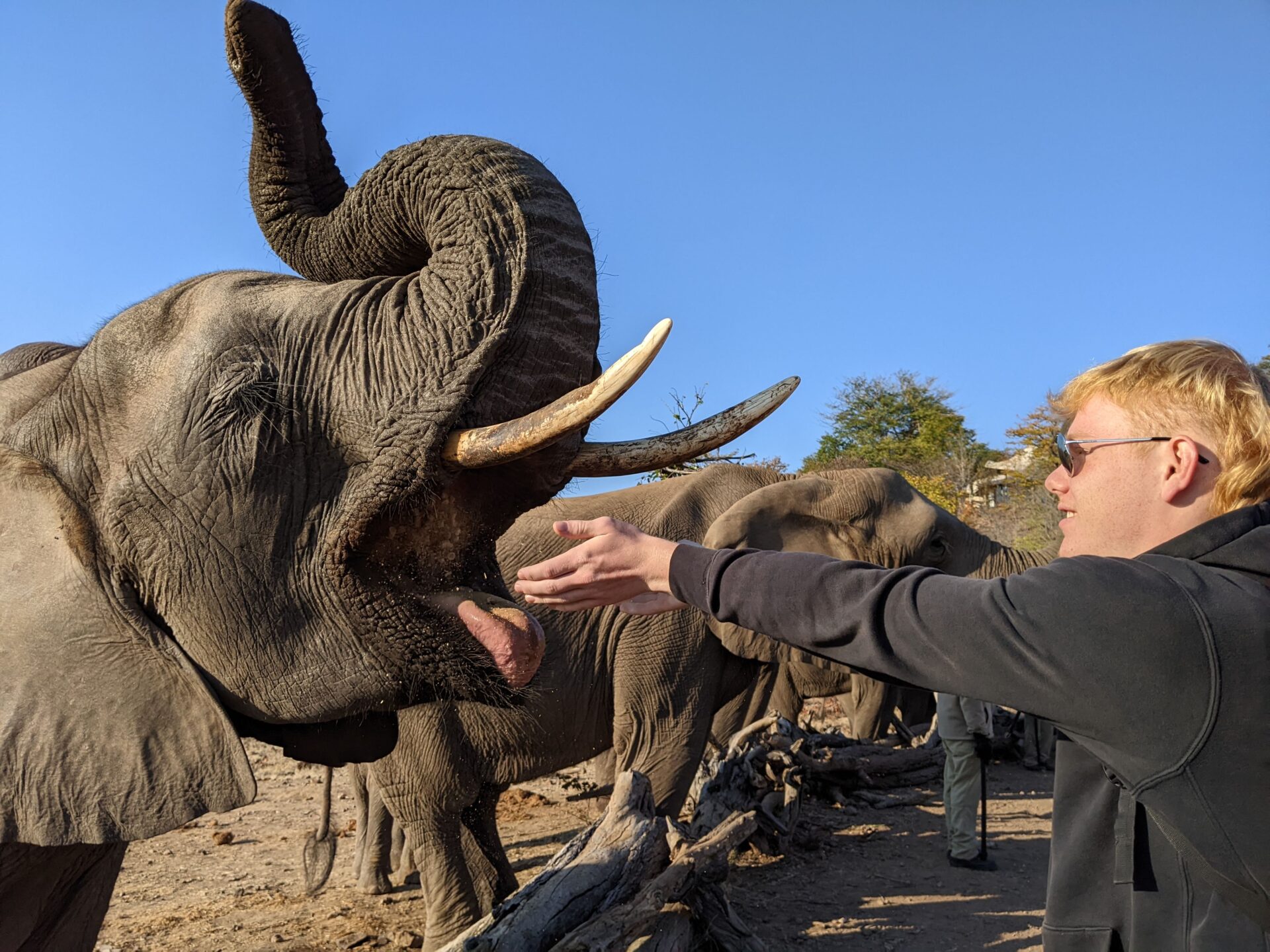 A Once-in-a-Lifetime Encounter at Wild Horizons Elephant Sanctuary ...