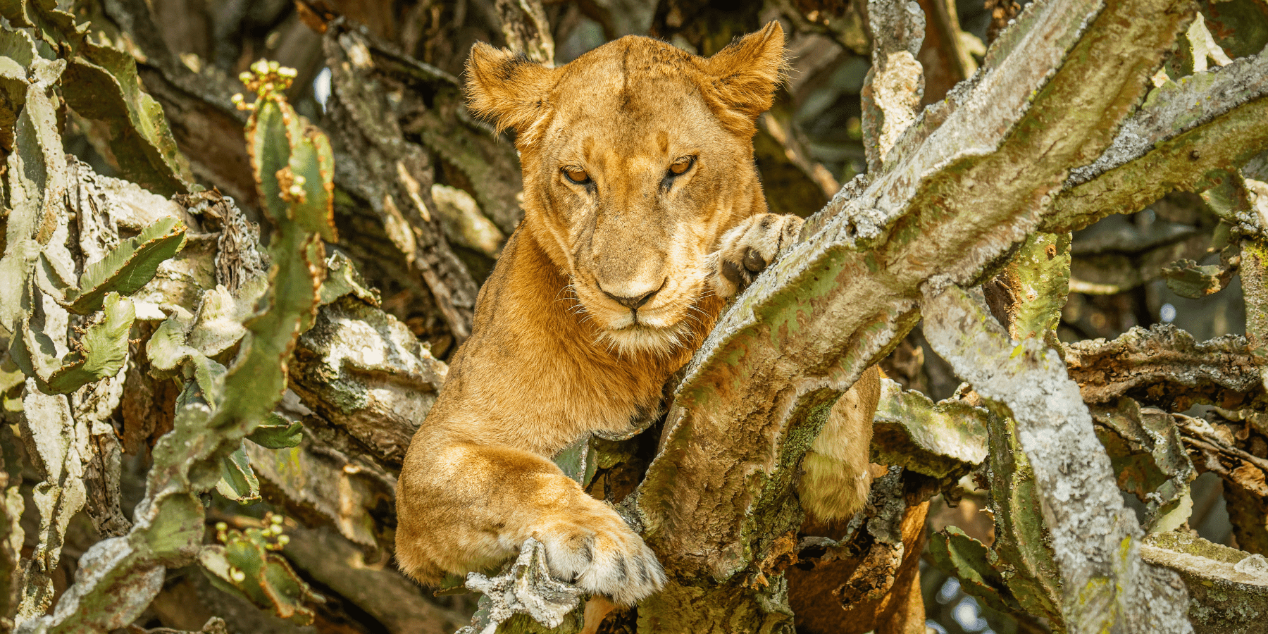Property Spotlight: Ndali Lodge - Hills of Africa
