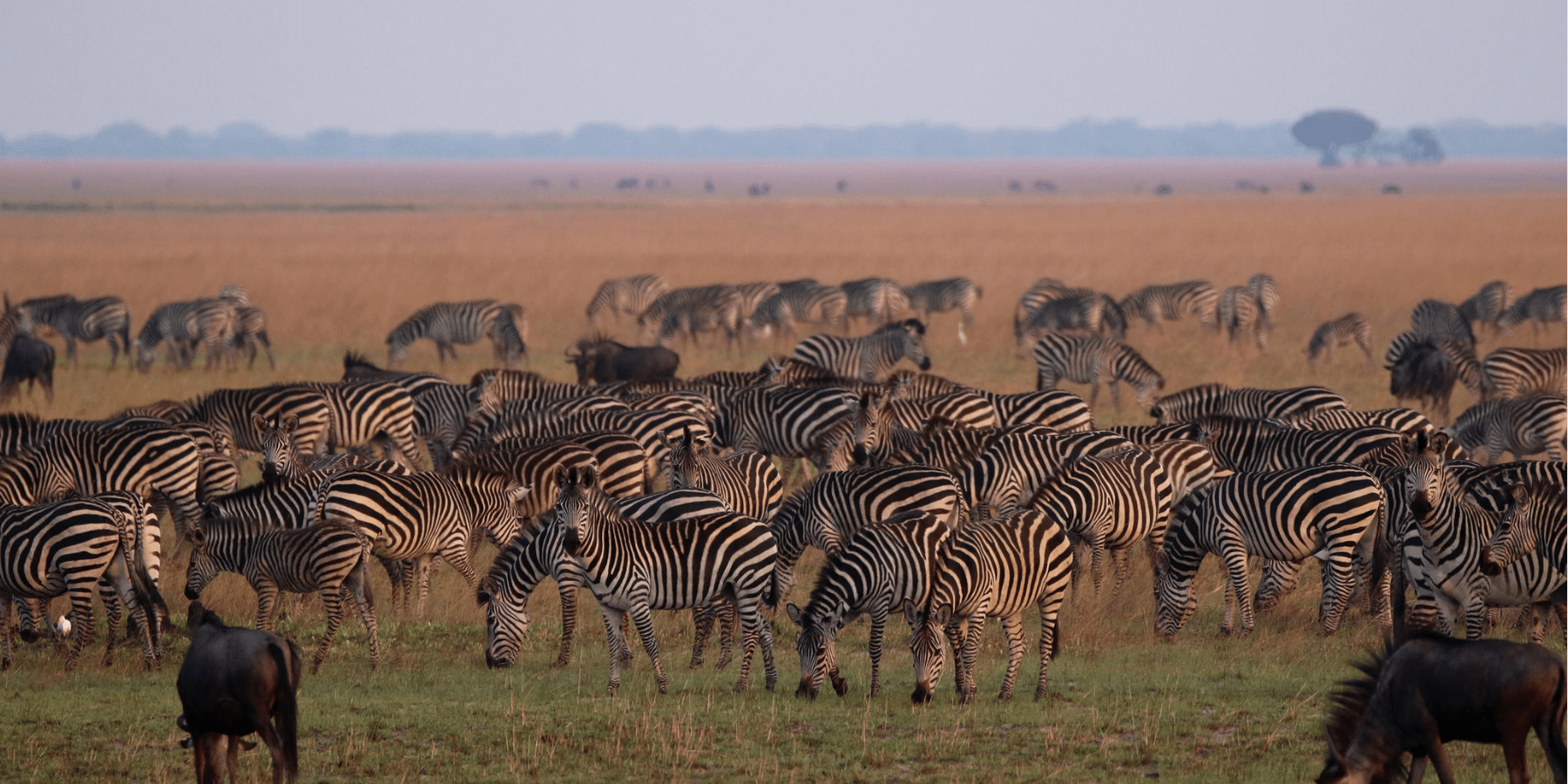 Africa's Best-Kept Secret: The Migration Nobody Knows About - Hills of ...